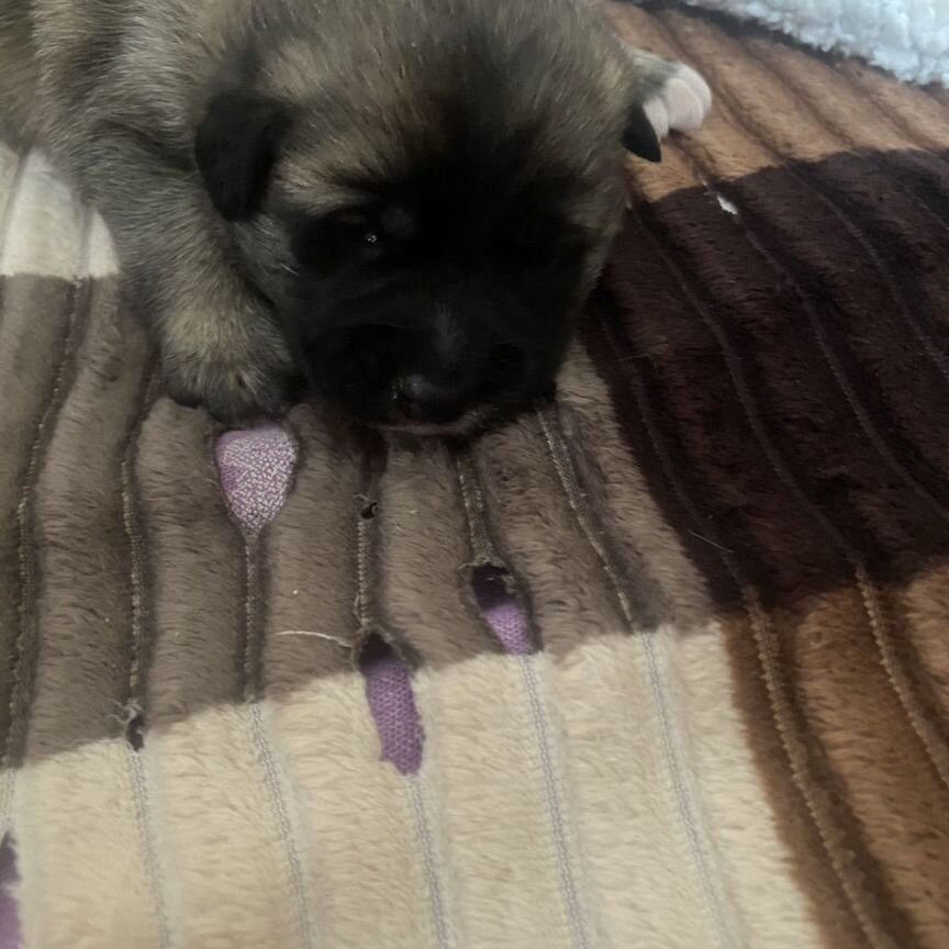 Отдам в добрые руки,около двух месяцев