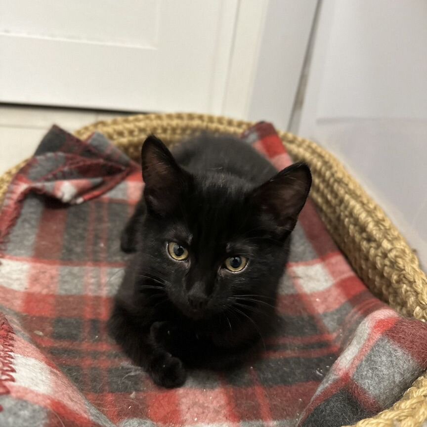 Котёнок в добрые руки