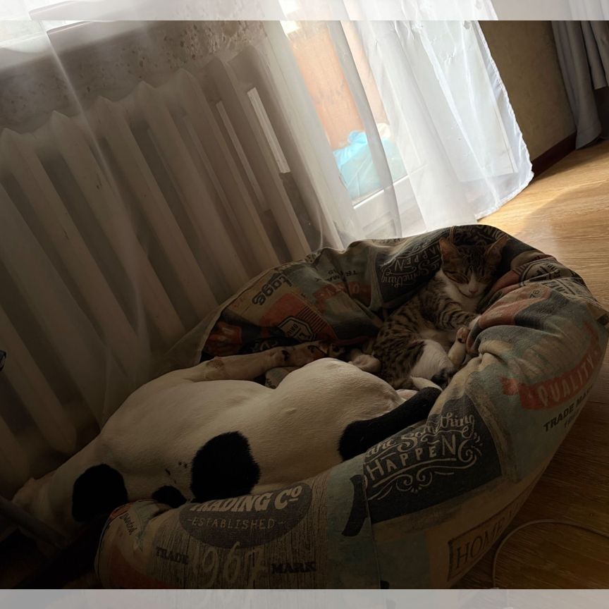 Котёнок от частного владельца