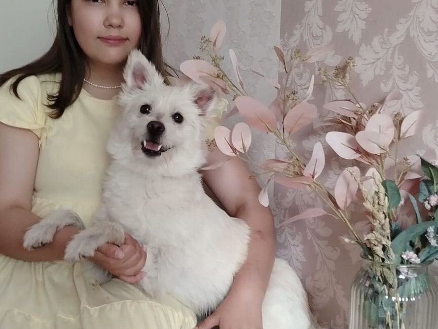 Маленькая собачка Ванилька