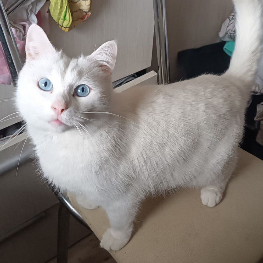 Взрослый кот в добрые руки