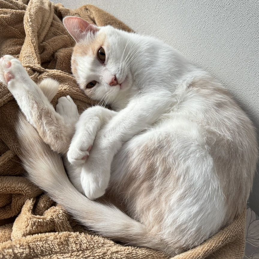 Взрослый кот в добрые руки