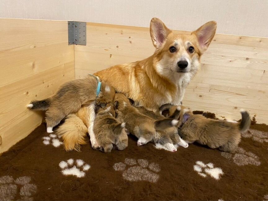 Продаются щенки Вельш-корги пемброк
