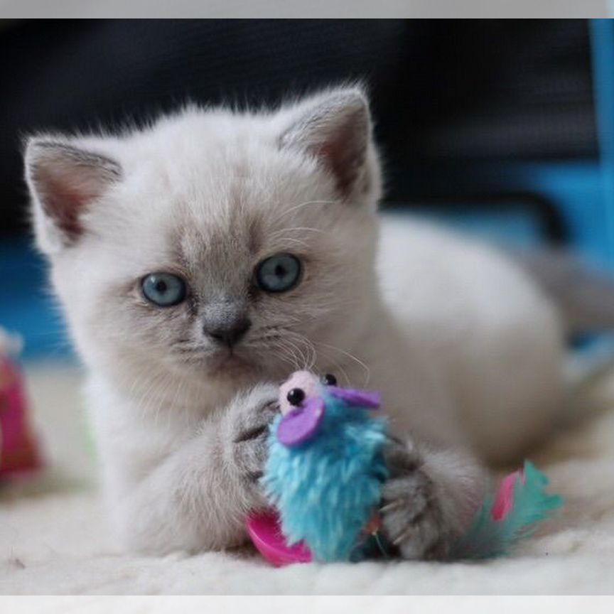 Британский короткошёрстный котёнок