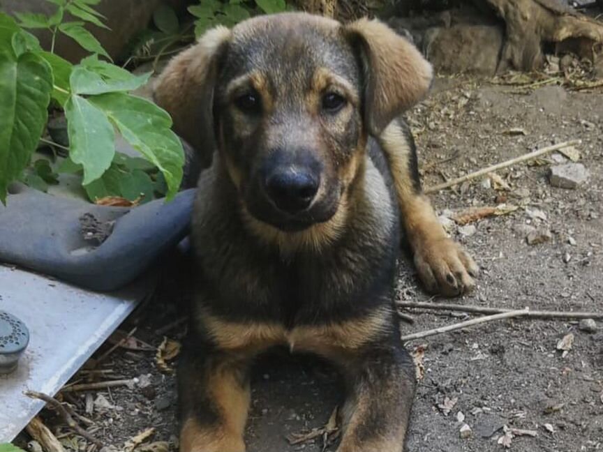 Щенки в добрые руки бесплатно