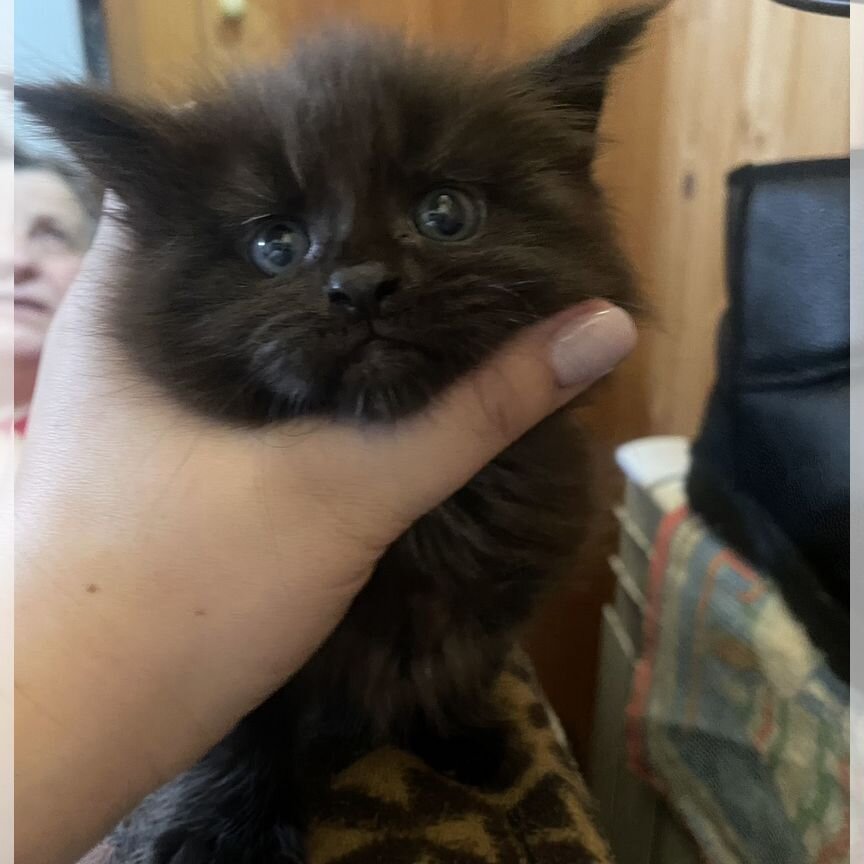 Мейн-кун котёнок