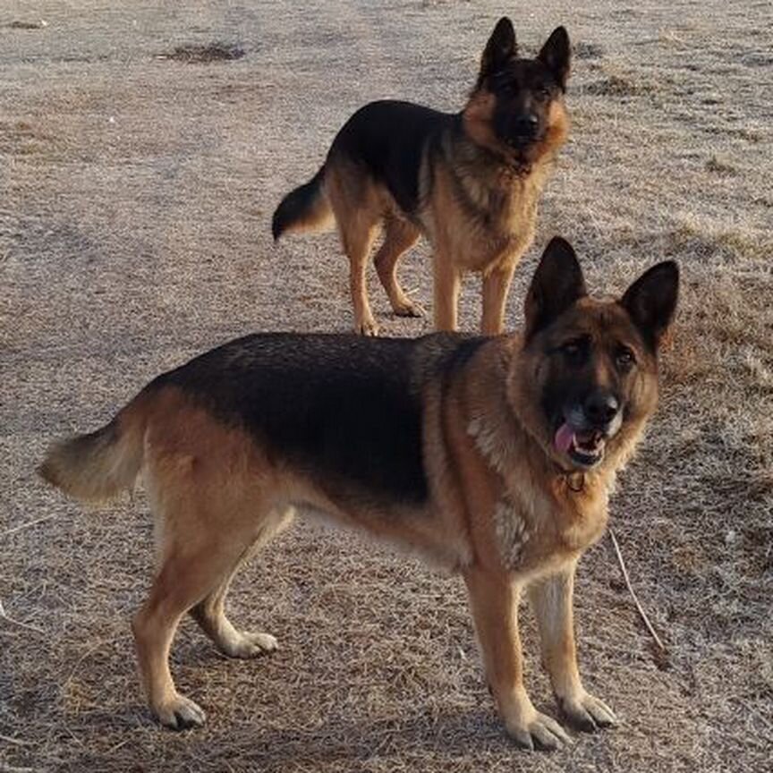 Немецкая овчарка, щенок