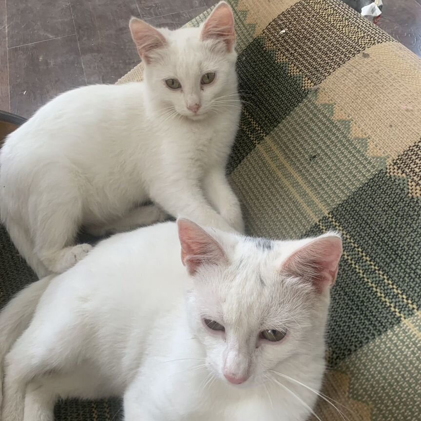 Отдам белых котят доброму хозяину