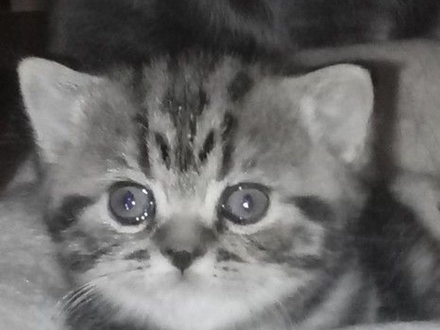 Шотландские котята