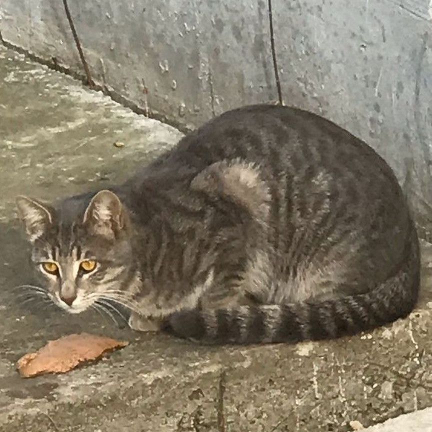 Котик на улице совсем один