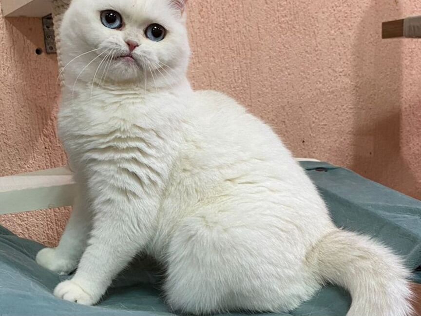 Роскошная кошечка серебристая шиншилла Стеша