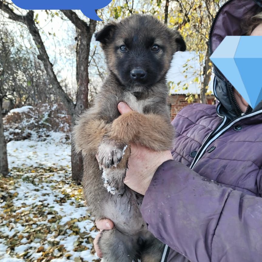 Девочки и мальчики в добрые руки
