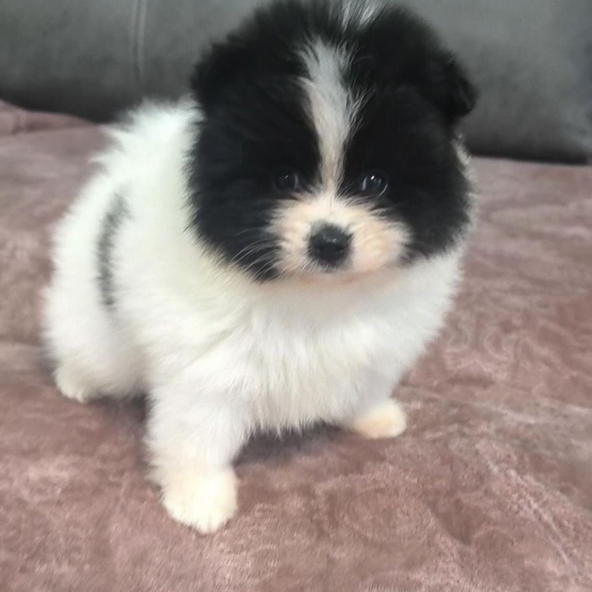 Щенки померанского шпица миниатюра