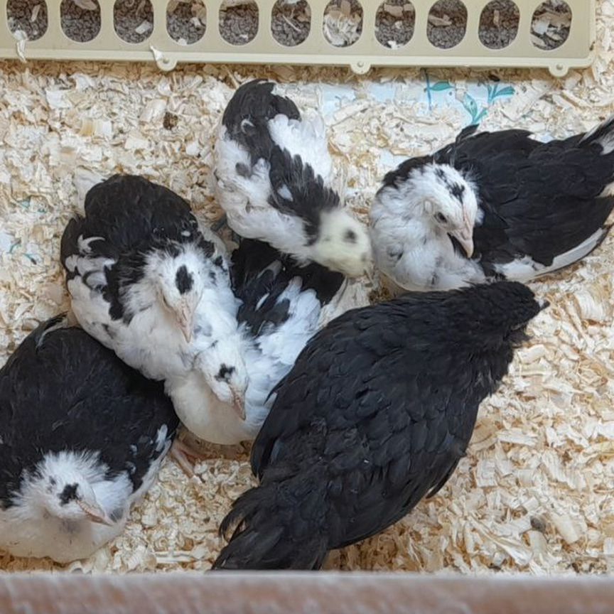 Куры, петухи, цыплята