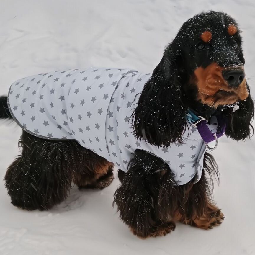 Жилетка для английского кокер-спаниеля