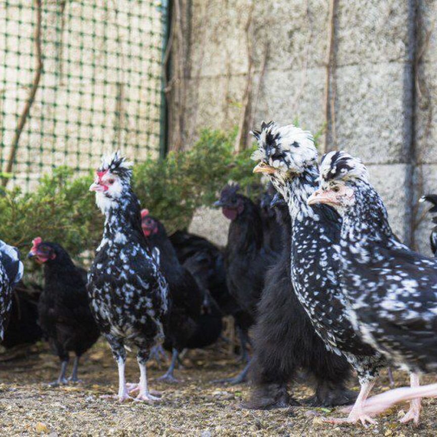 Королевский гудан карлик