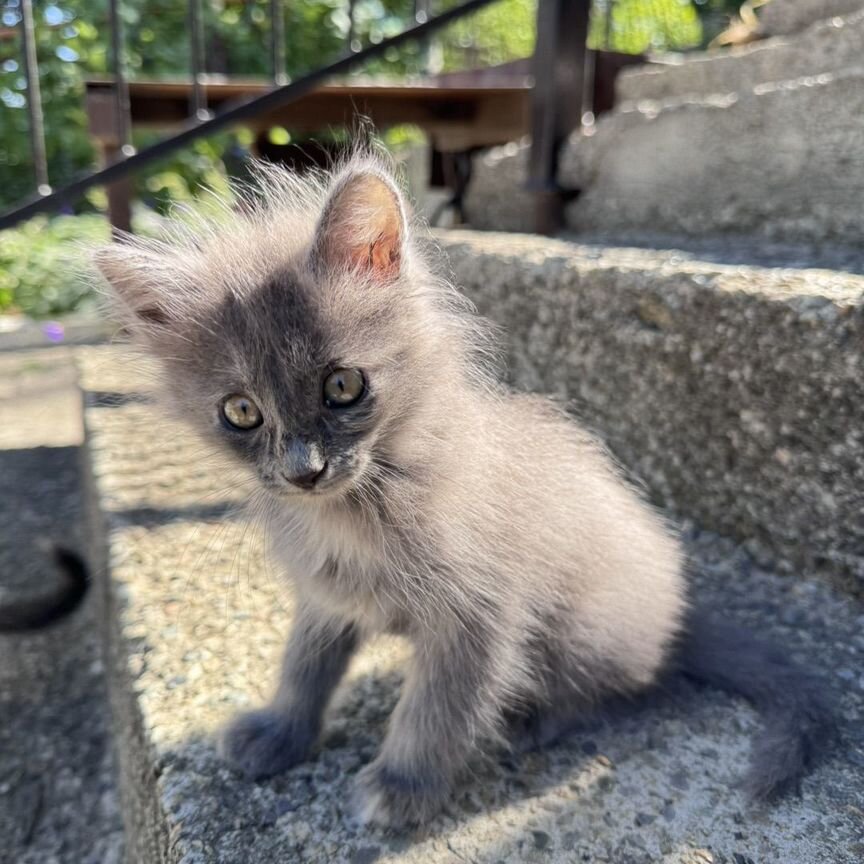 Серая кошечка