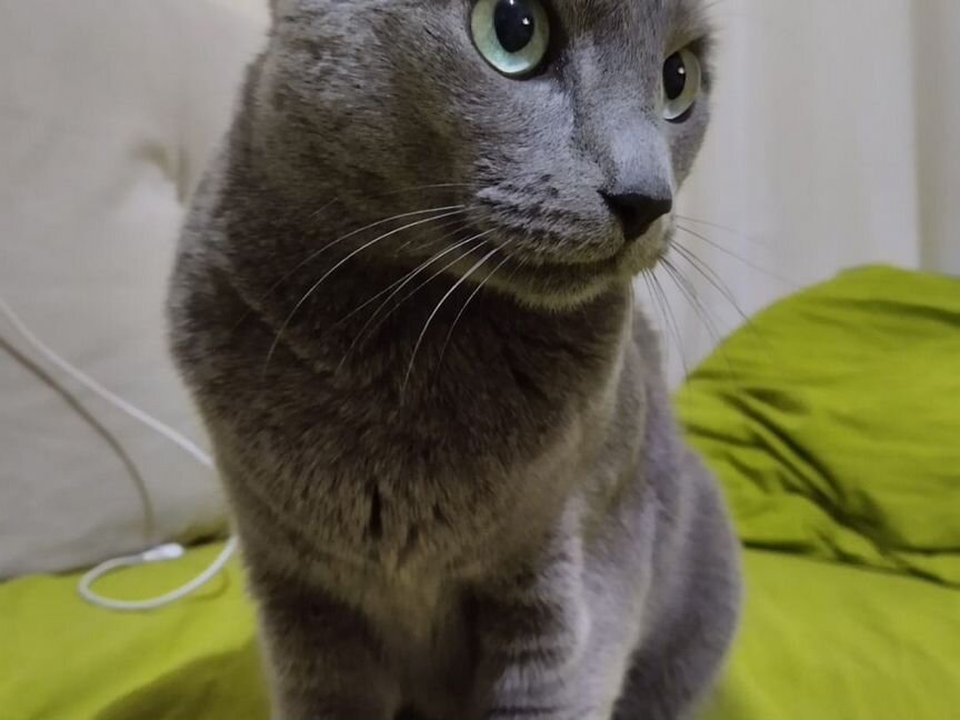 Русская голубая