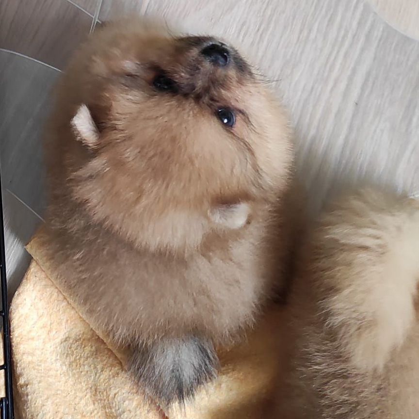 Мальчики и девочки миниатюрного померанского шпица