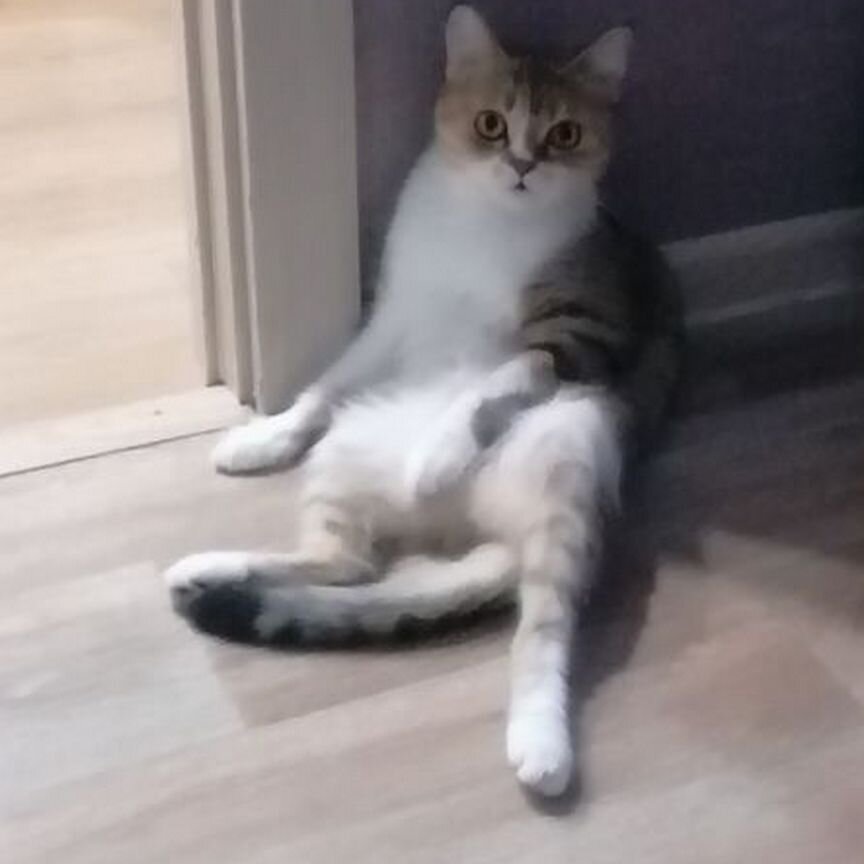 Кошка породистая