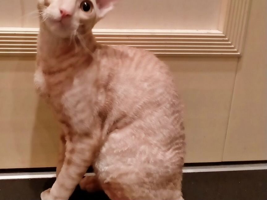 Котенок корниш-рекс