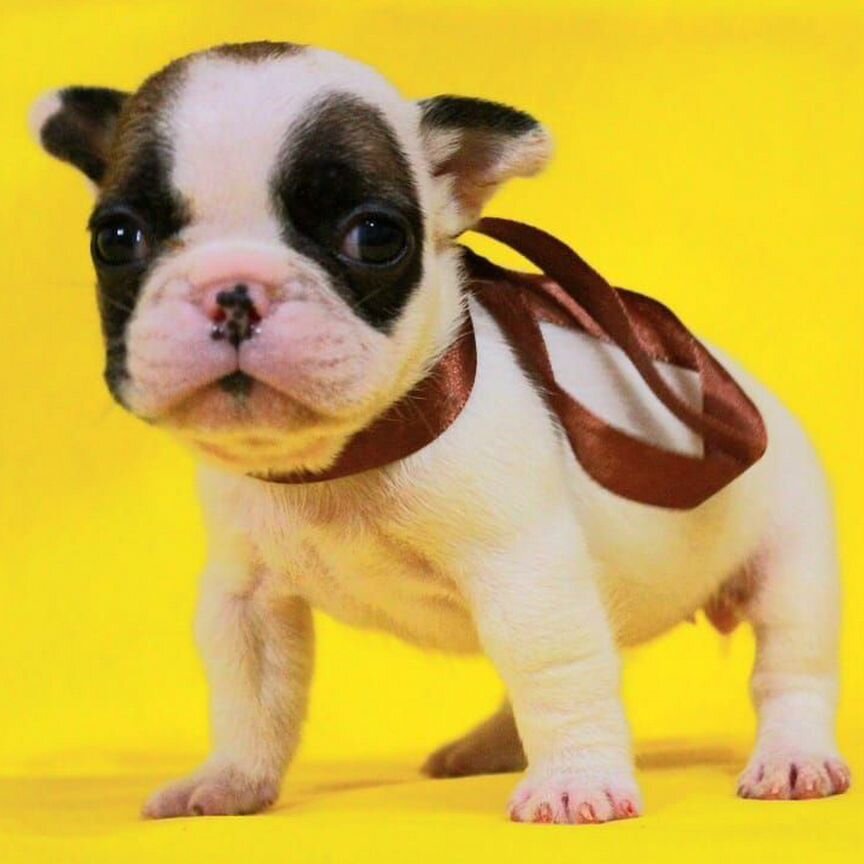 Французский бульдог, щенок