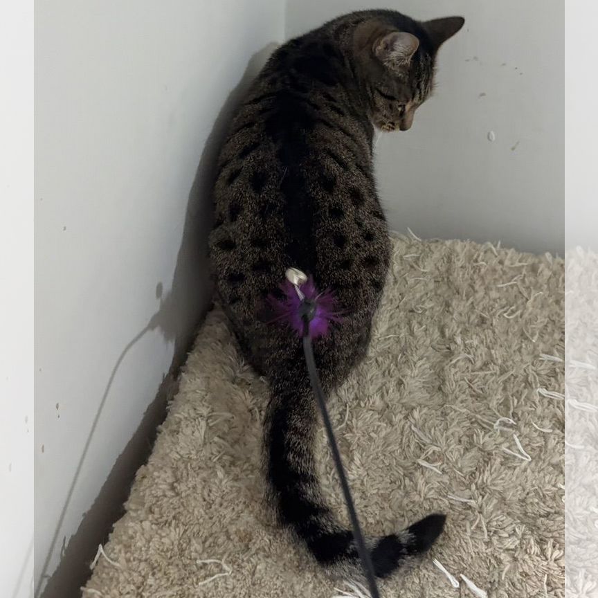 Бенгальская кошка, взрослая