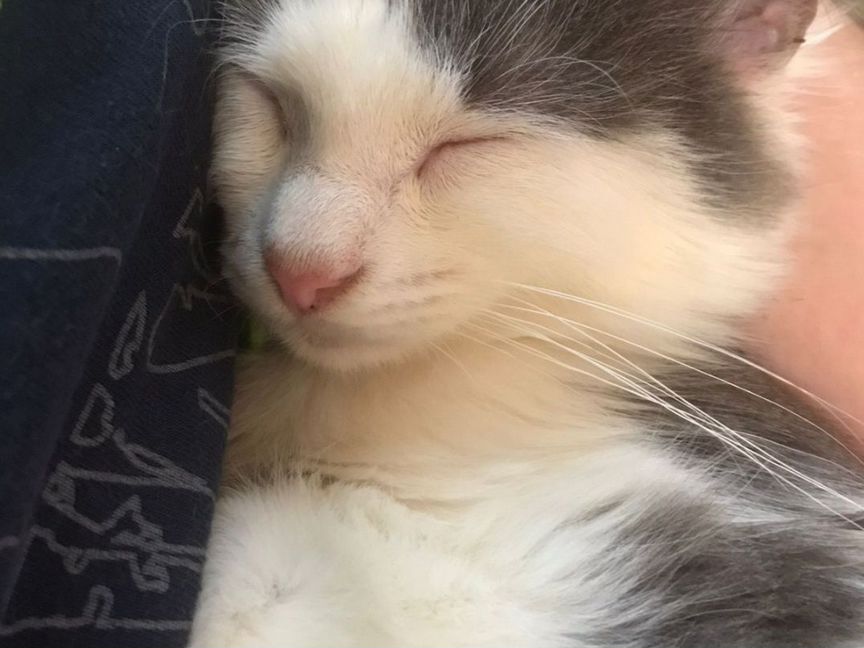 Очень сладкий котенок