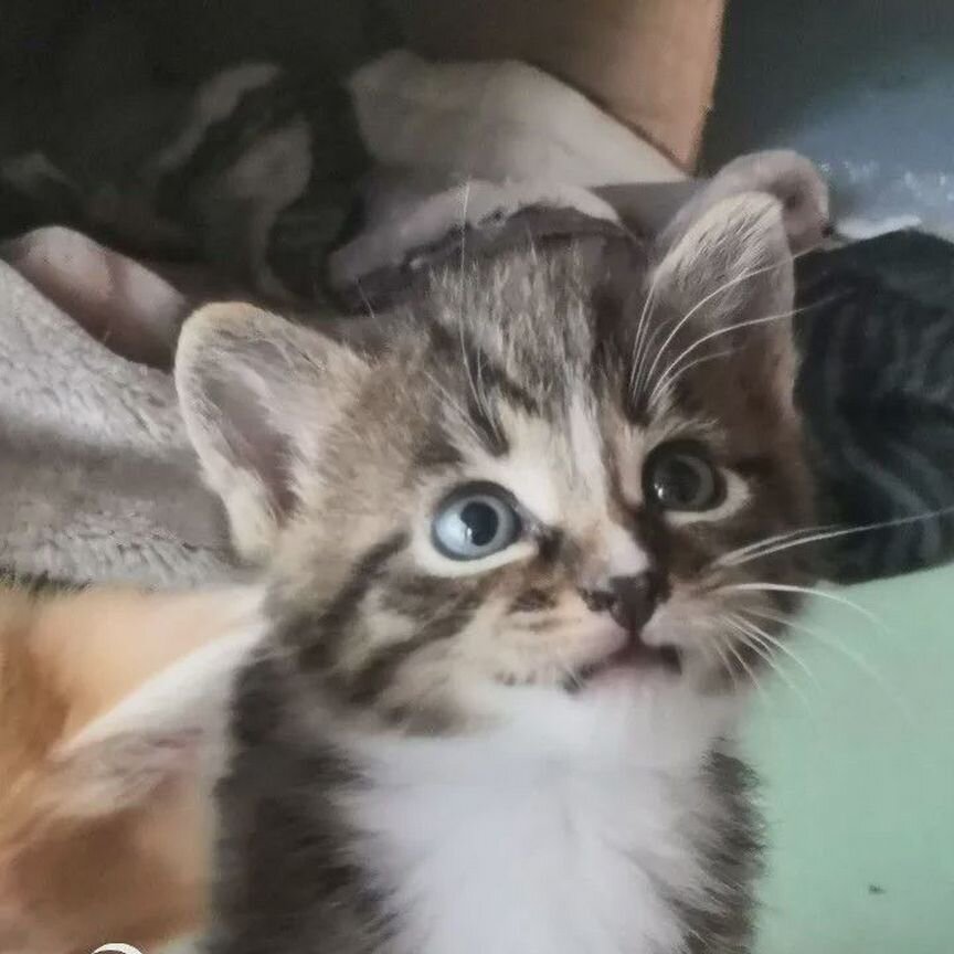 Котенок ищет дом