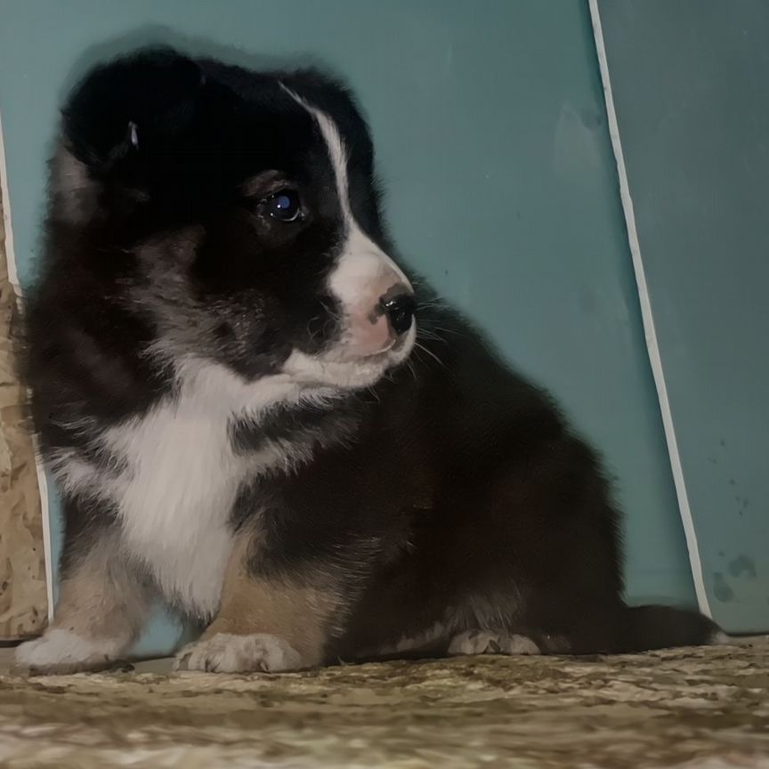 Сибирский хаски, щенок