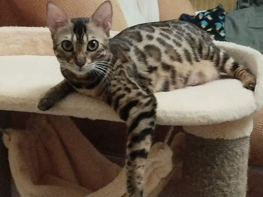 Бенгальская кошка