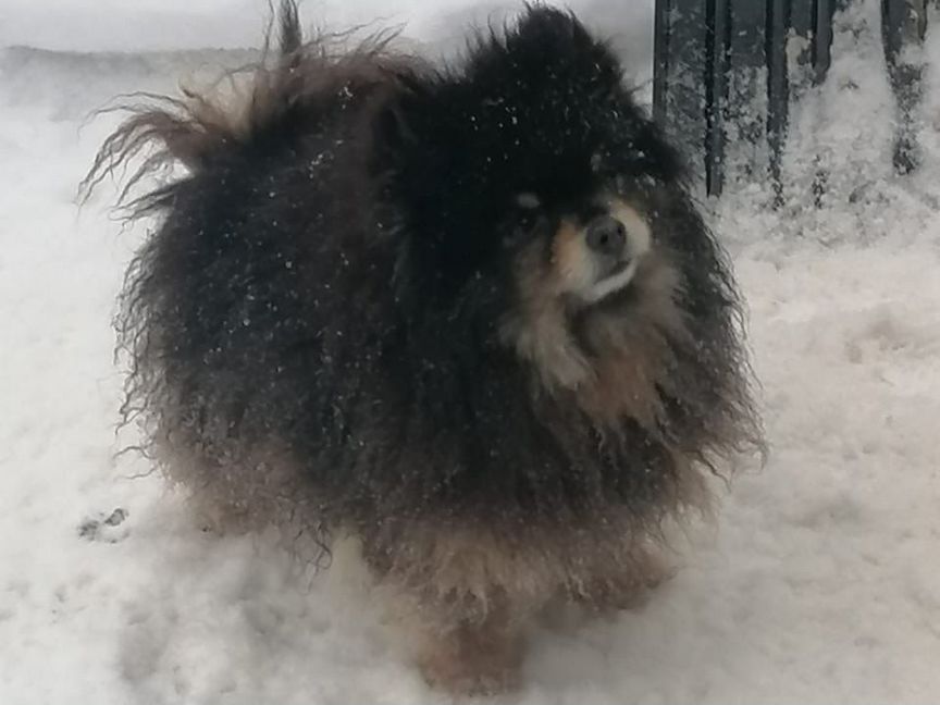 Шпиц ищет человека