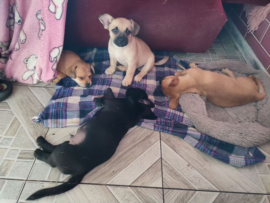 Щенки из приюта
