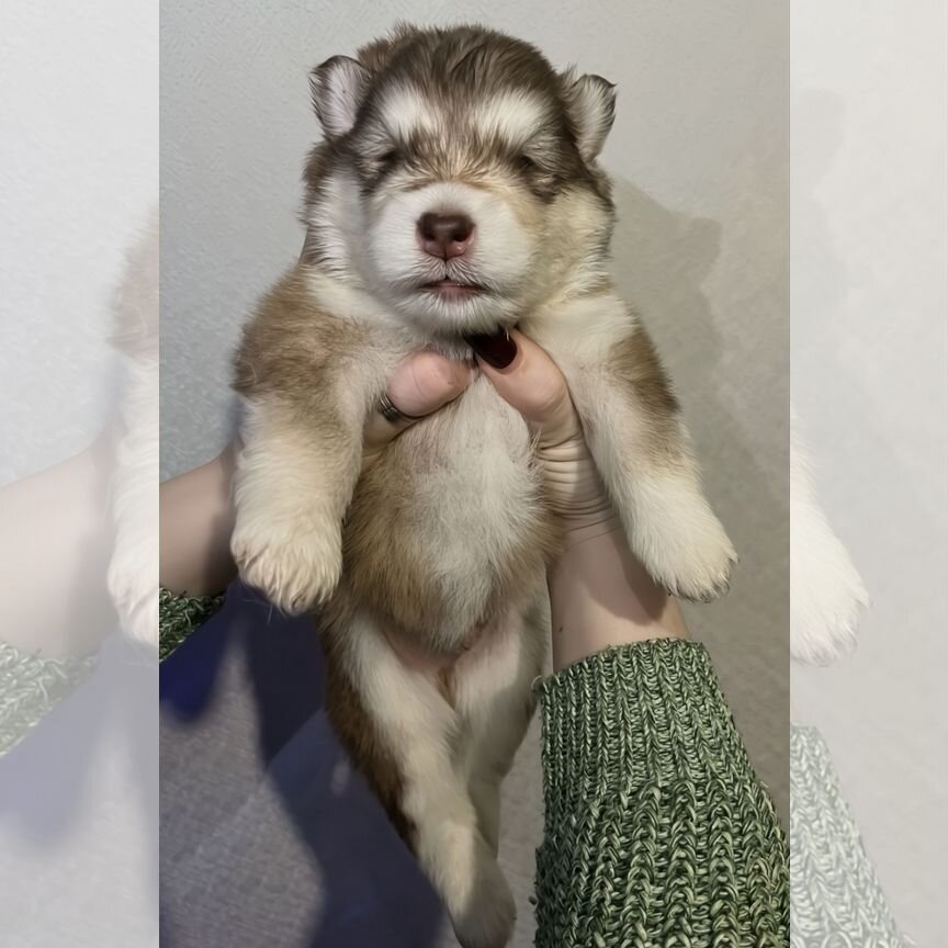 Аляскинский маламут, щенок