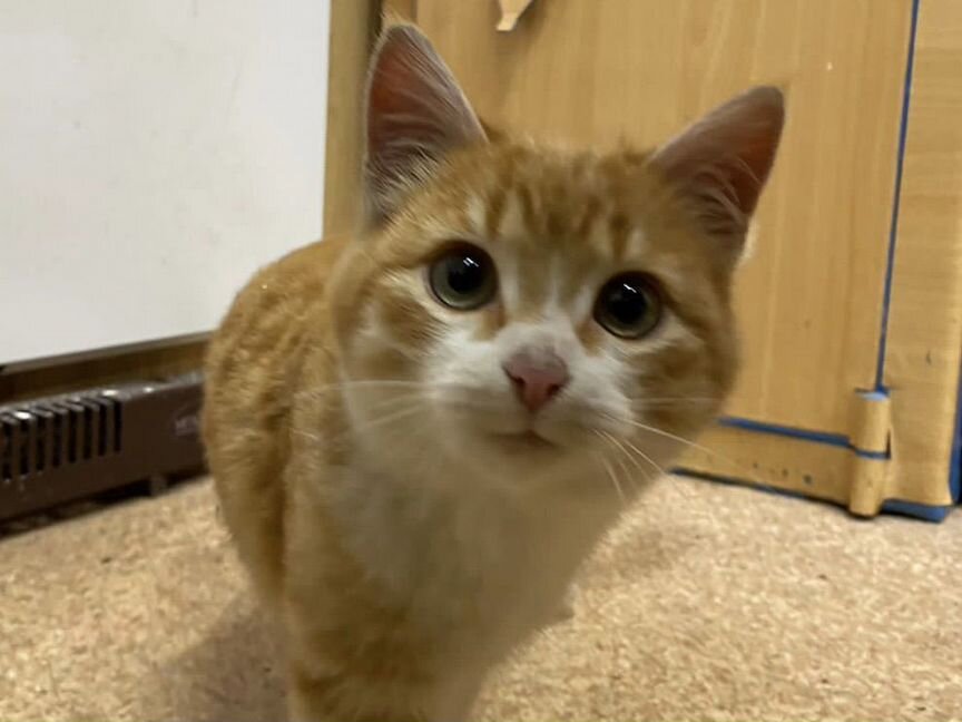 Ищем дом котенку