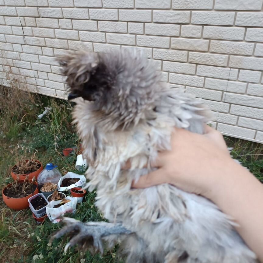 Китайские шёлковые силки фризли