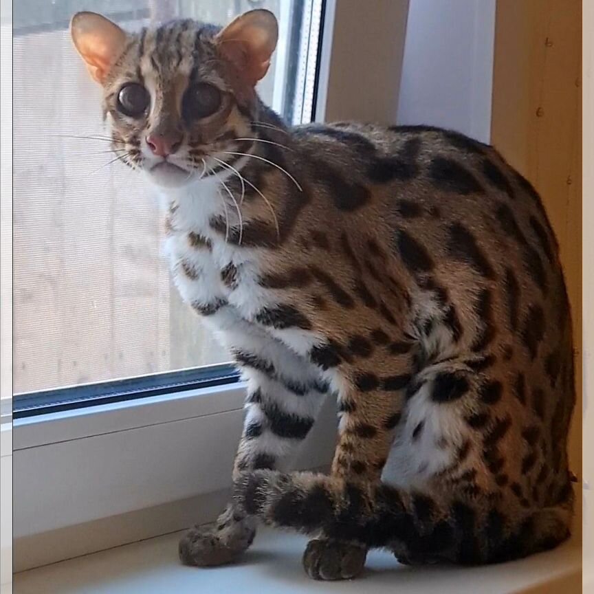 Бенгал F1 (самец)