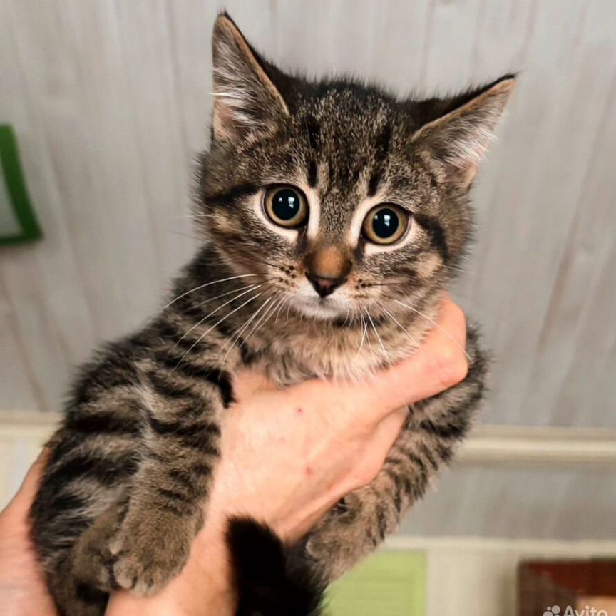 Очаровательный малыш в добрые руки