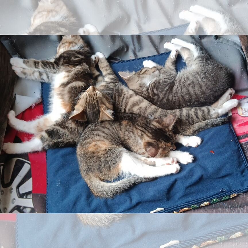 Отдам котенка в добрые руки