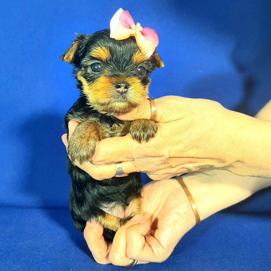 Йоркширский терьер щенки