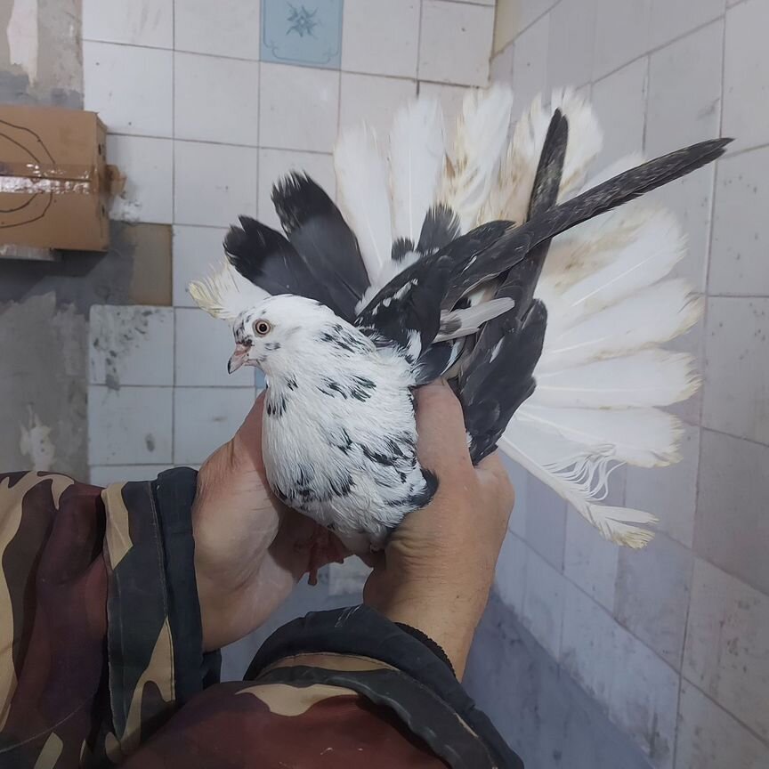 Голуби николаевские