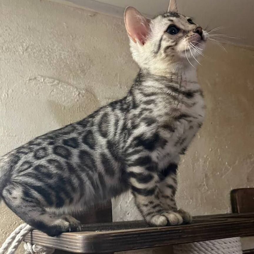 Бенгальская кошка