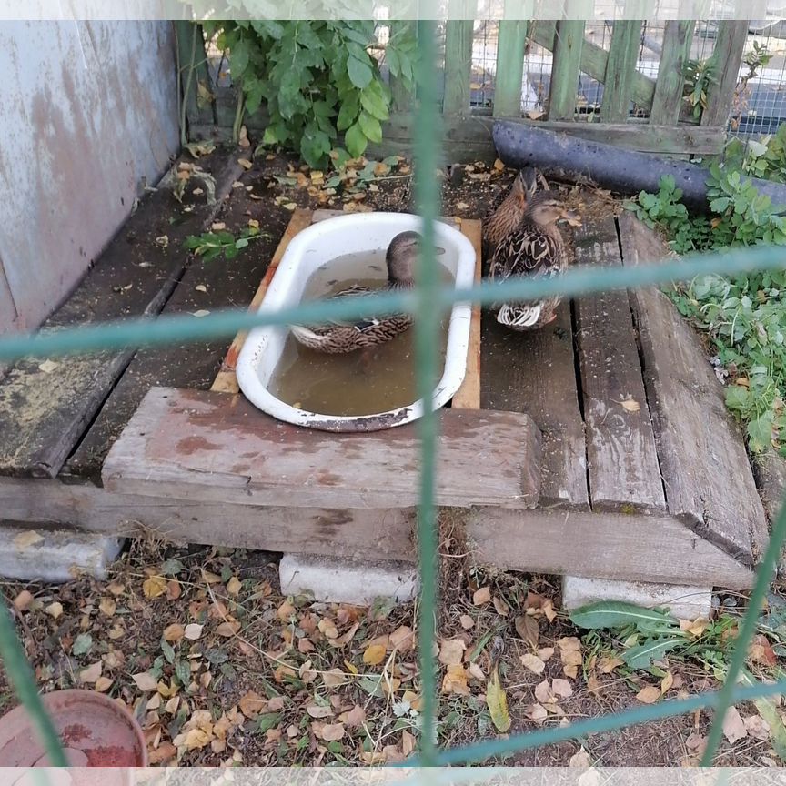 Подсадные утки для охоты