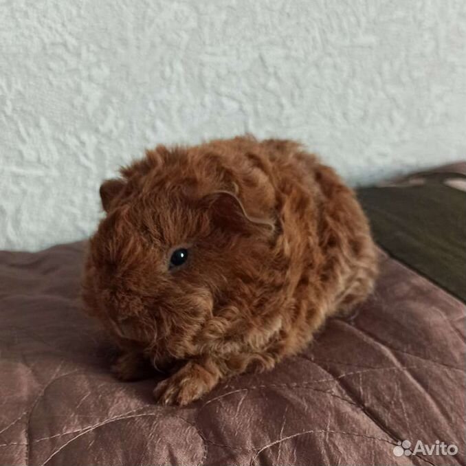 Морская свинка Тексель(мальчик)