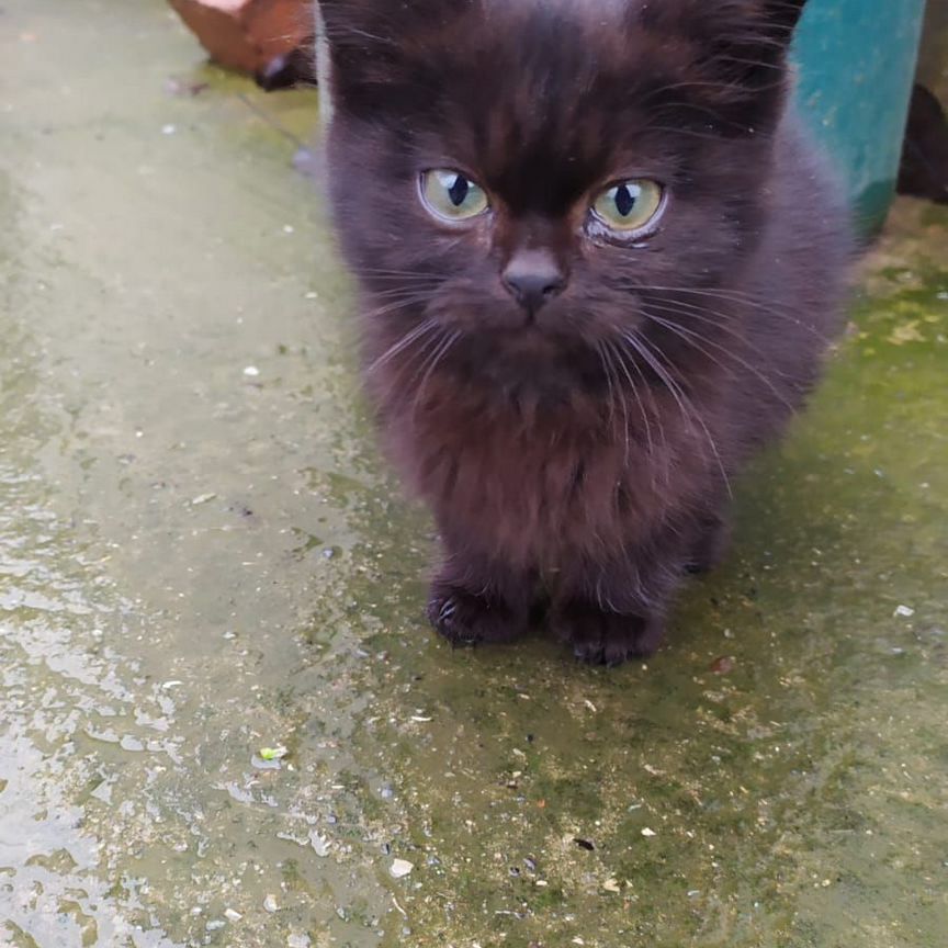 Отдам бесплатно