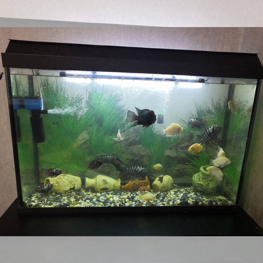 Аквариум 100 литров с рыбками Цихлиды  два сомика