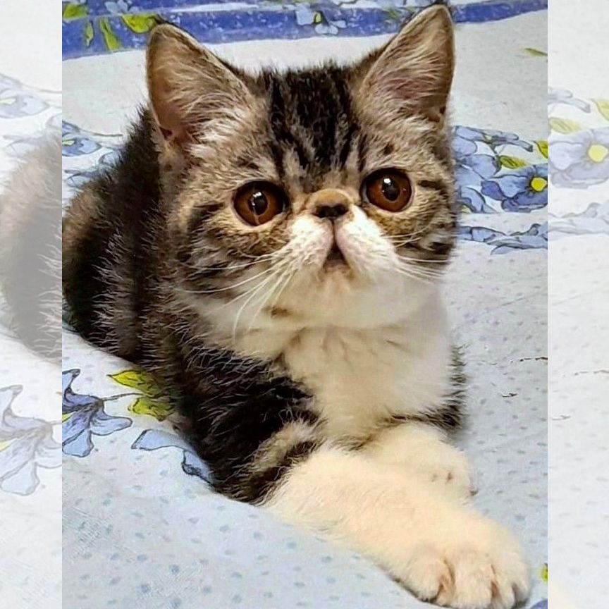 Котик Экзотик