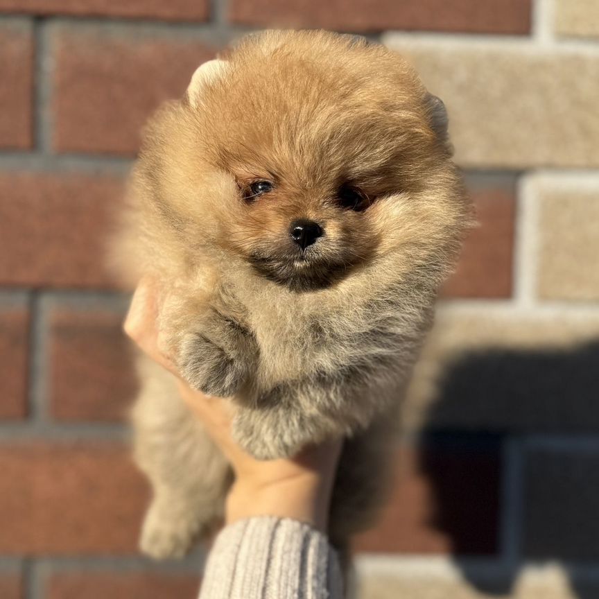 Померанский шпиц, щенок