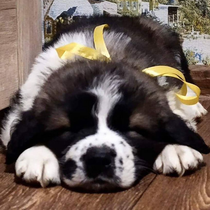 Щенки породы Московская сторожевая