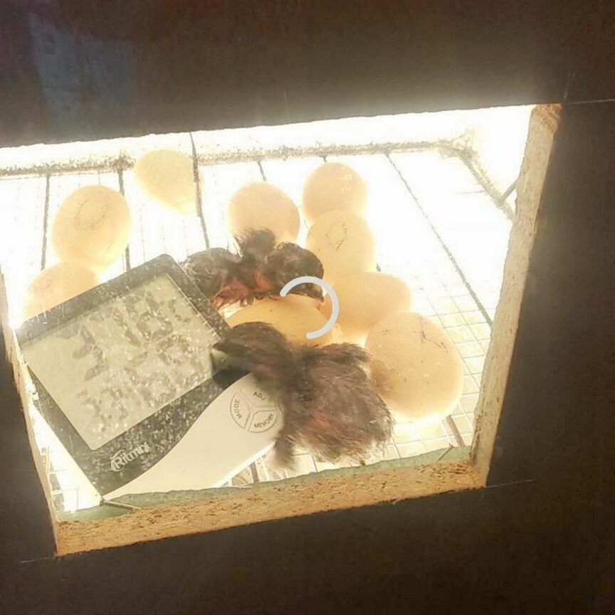 Самодельный инкубатор